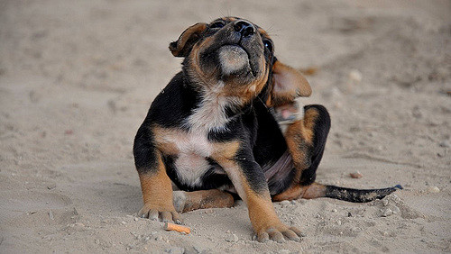 Blecha psí – jak se jí účinně a nadobro zbavit? - Pet Amour